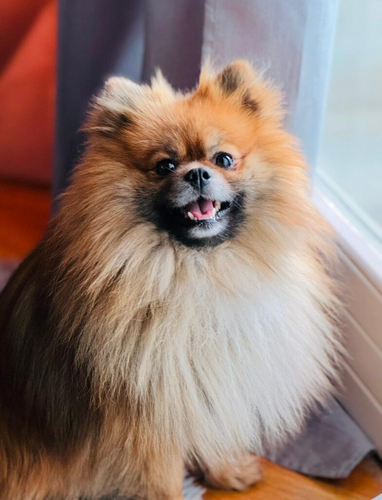 Pastore tedesco aggredisce volpino e lo uccide. Morde anche la ...