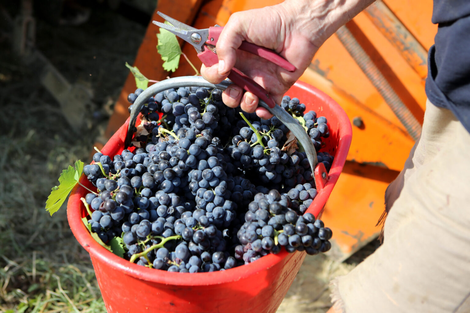 "Il futuro del vino piemontese", martedì l'evento di Corriere e Piccolo ...