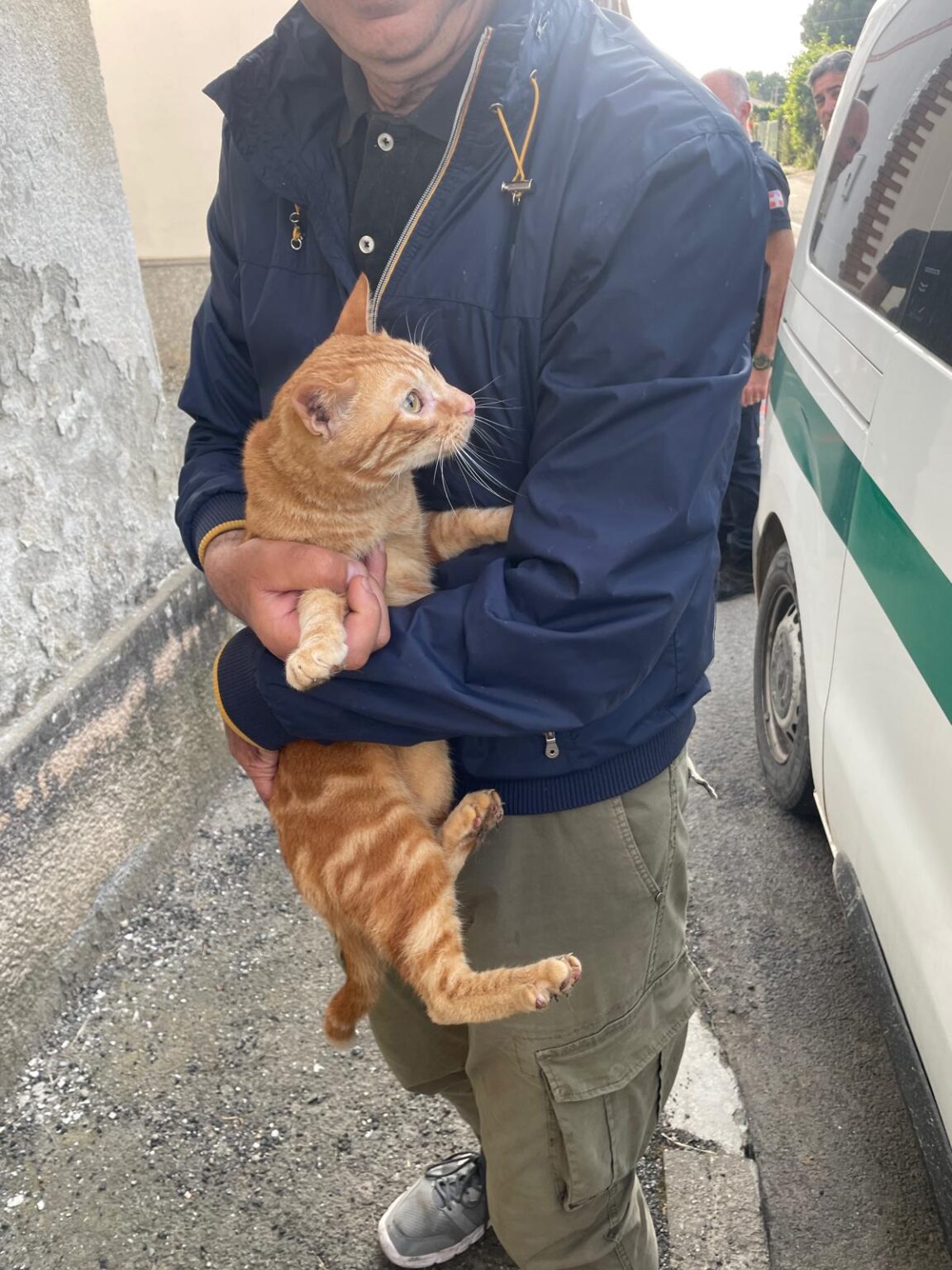 Castelceriolo: gatti abbandonati in casa per giorni, salvati dalla ...